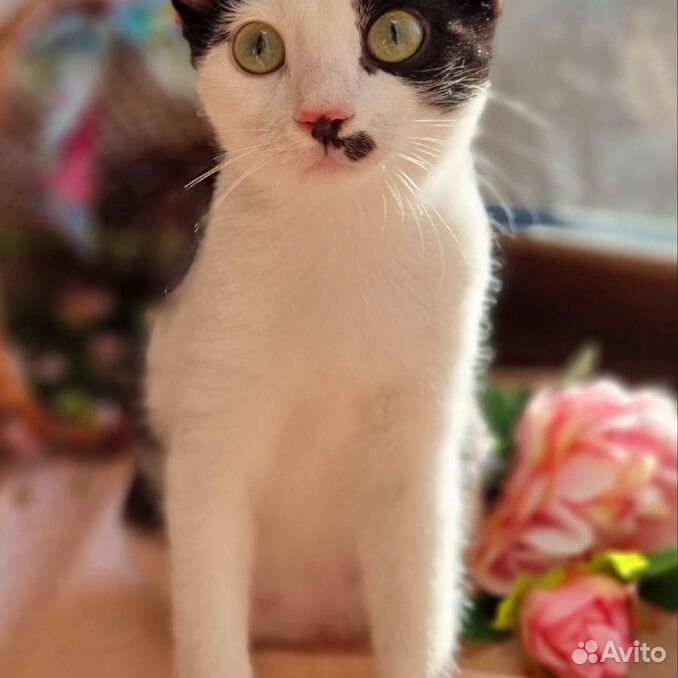 Маленький котенок Кнопочка