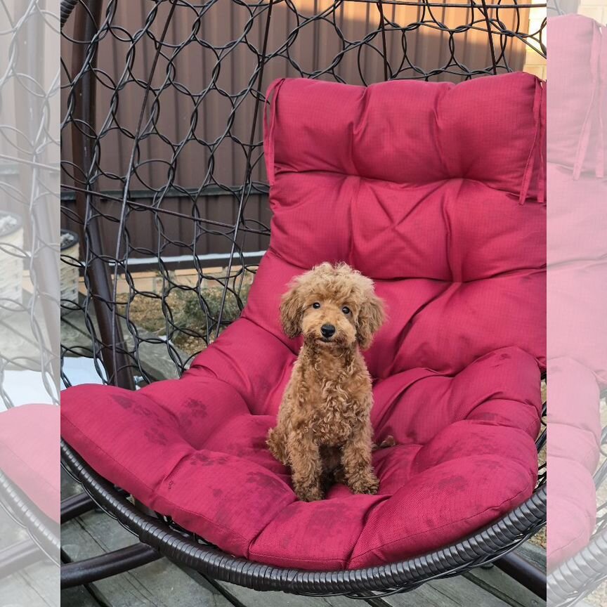 Той-пудель, щенок