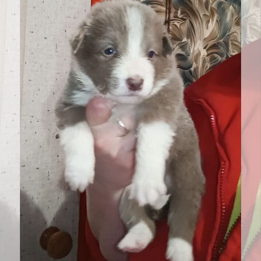 Бордер колли лиловая девочка