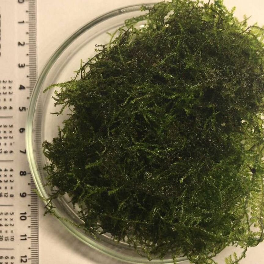 Мох рождественский