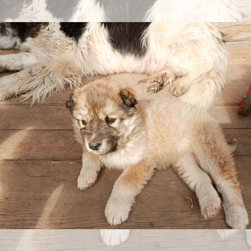 Отдам щенка мальчик