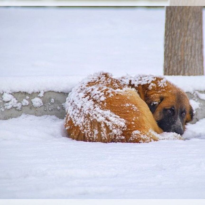 Взрослая собака в добрые руки
