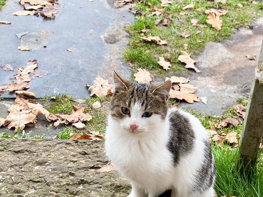 Котенок пестрый с разными глазами