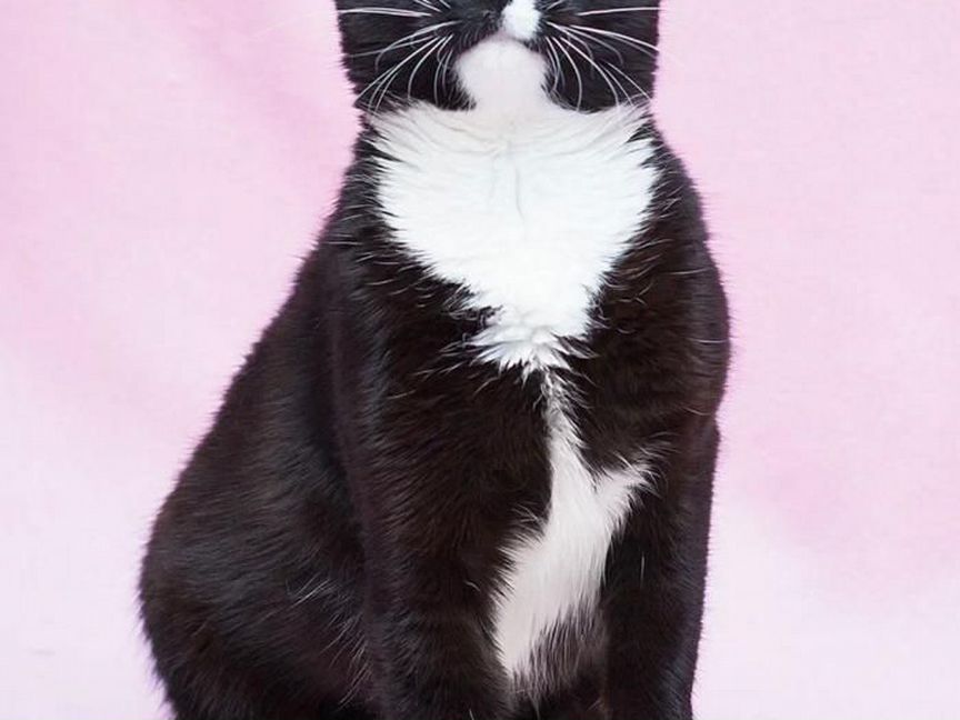 Само очарование Кошка Звезда ждёт семью