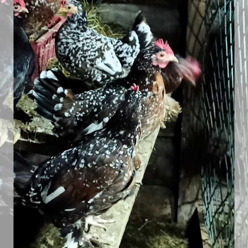 Декоративные куры