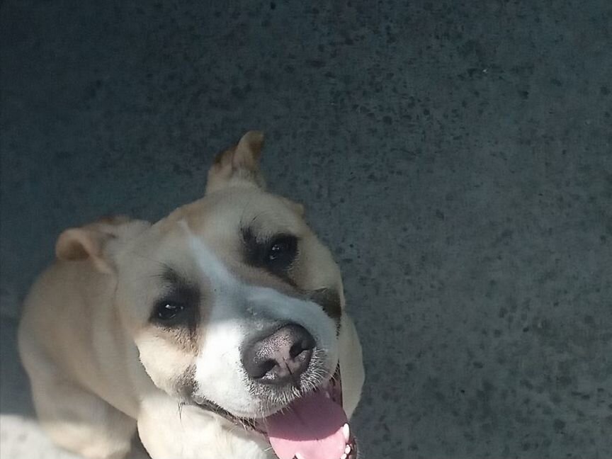 Собака в добрые руки