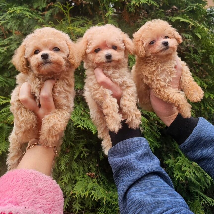 Той-пудель, щенок