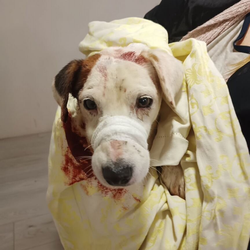 Найден джек рассел терьер