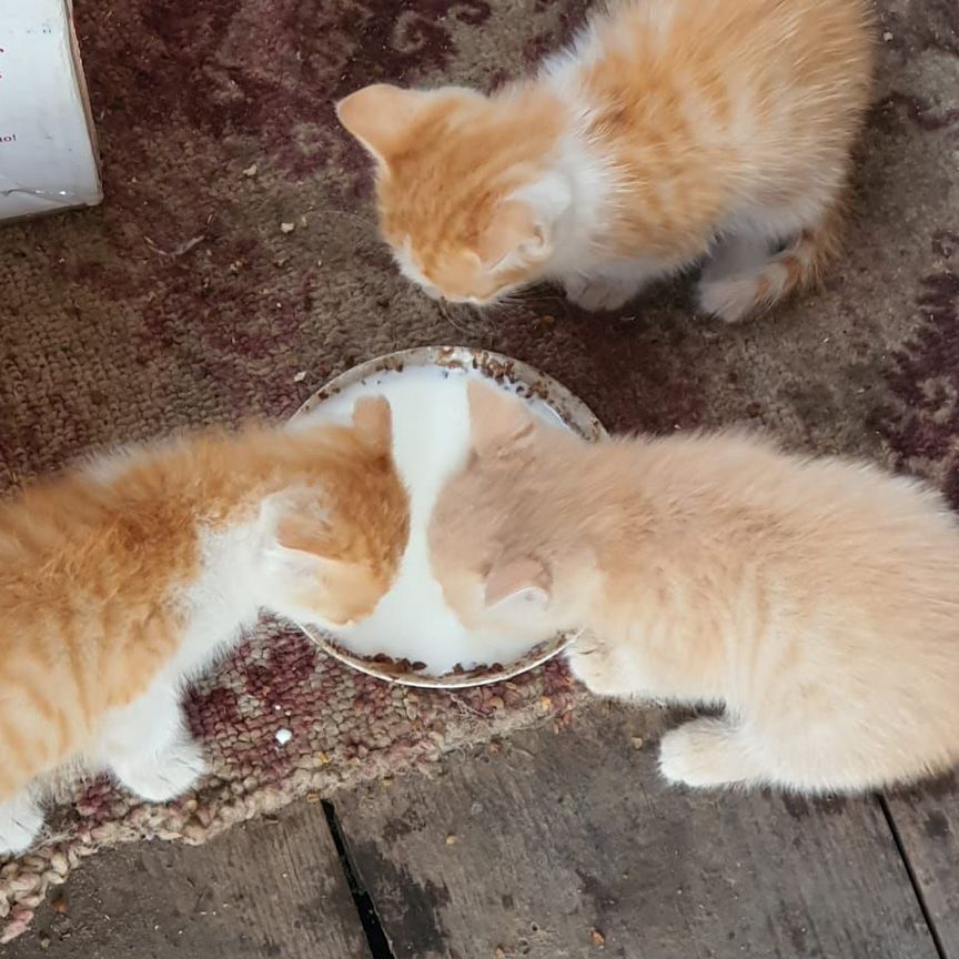 Котята