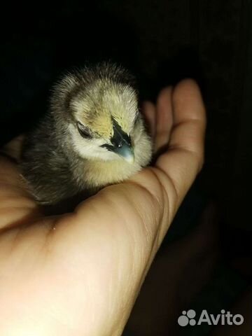 Ухейилюй и Лакеданзи(серебро)