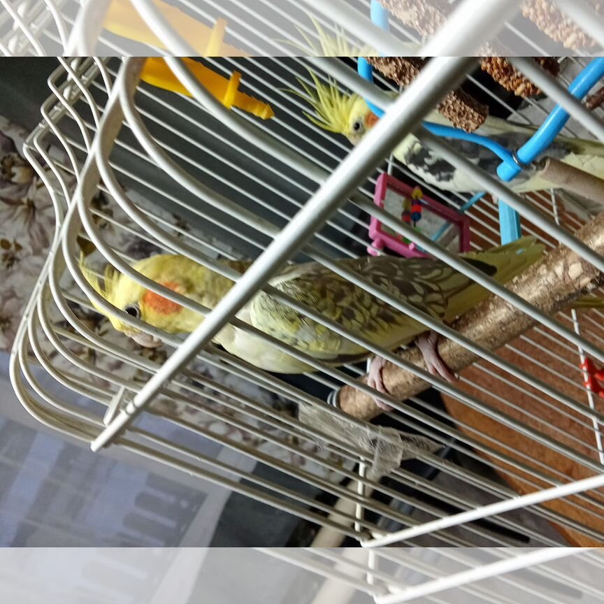 Попугай корелла девочка и мальчик