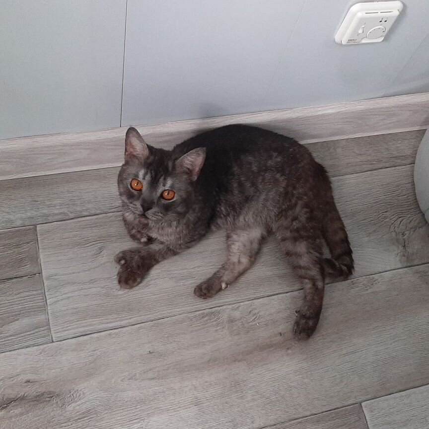 Кот Сер Томас в добрые руки