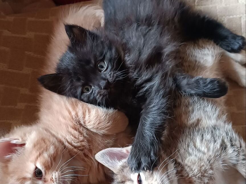 Кошки