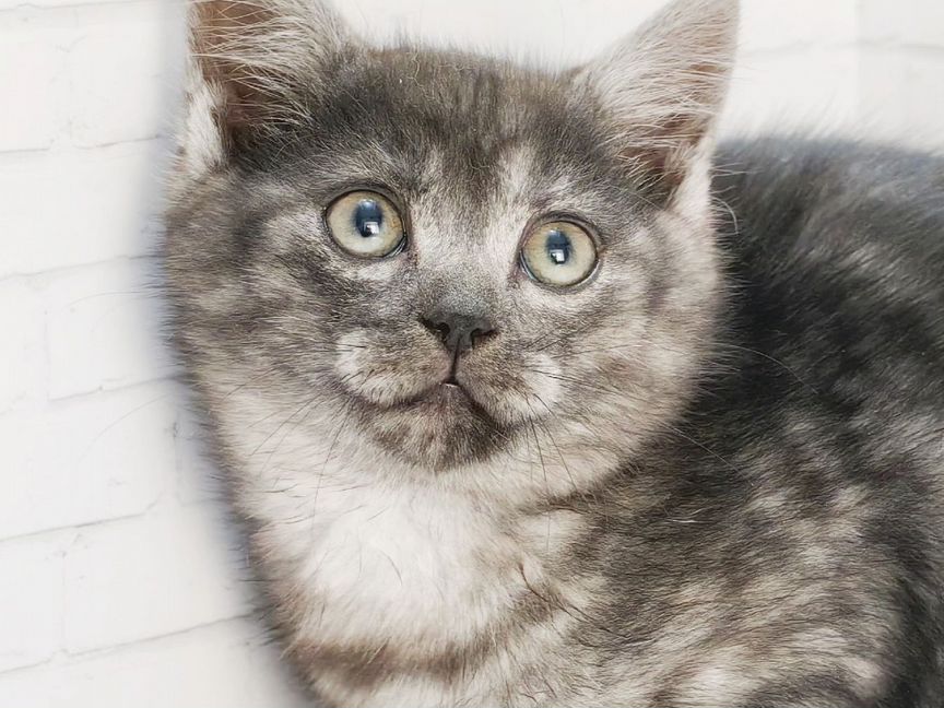 Супер-классный мальчик ищет хозяев