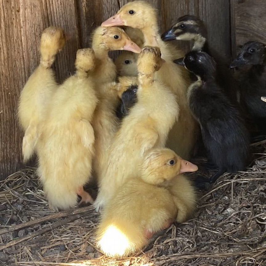 Утки индийский бегунок