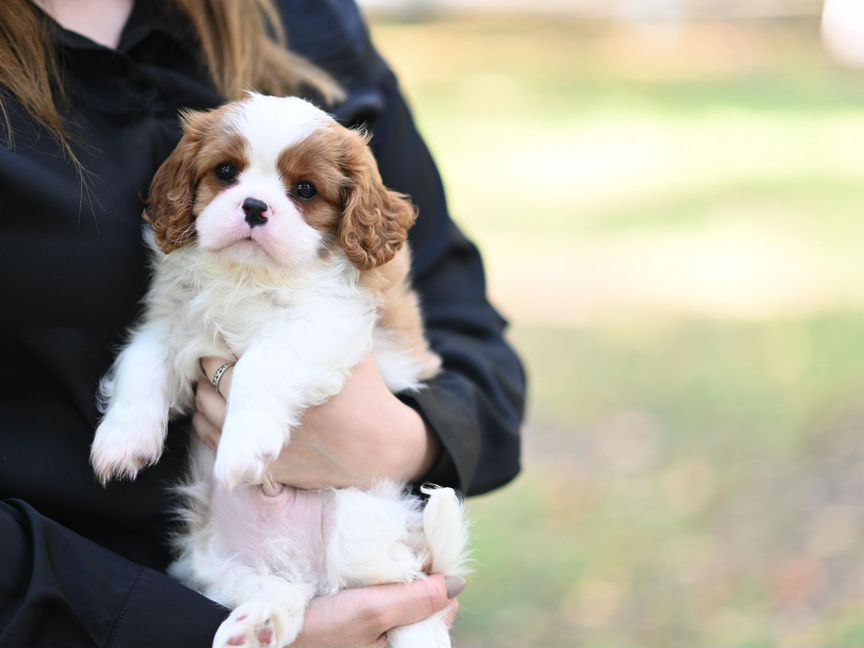 Мальчик красавчик кавалер кинг Чарльз спаниель