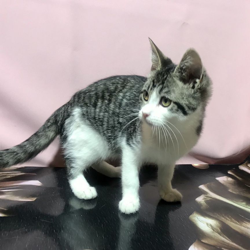 Лекси ищет дом