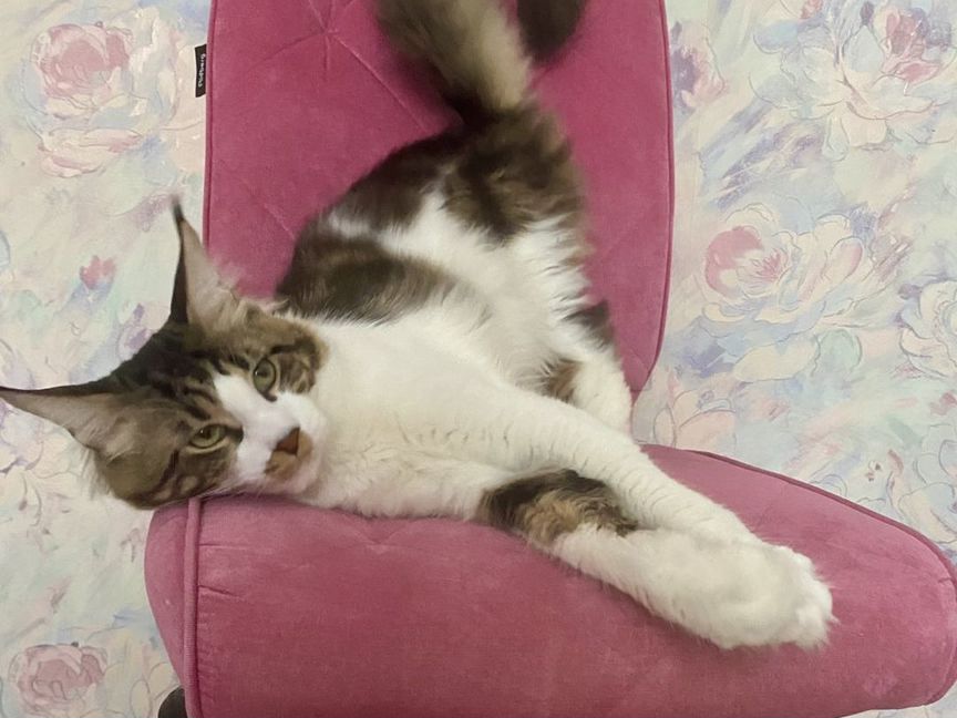 Мэйн Кун молодой котик 1,5 года
