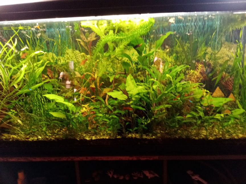 Действующий аквариум 270 л