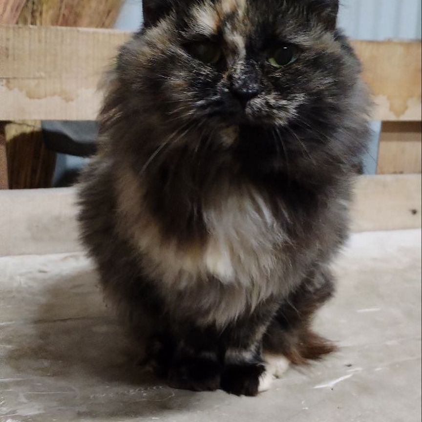 Котята в добрые руки бесплатно