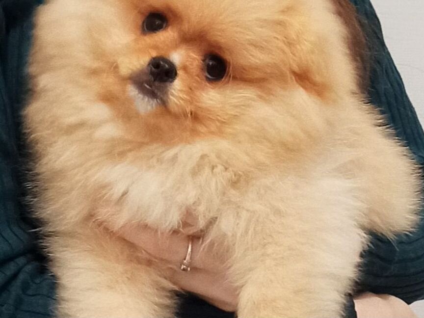 Померанский шпиц медвежьего типа