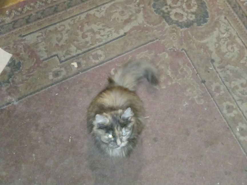 Отдам кошу в хорошие, добрые руки