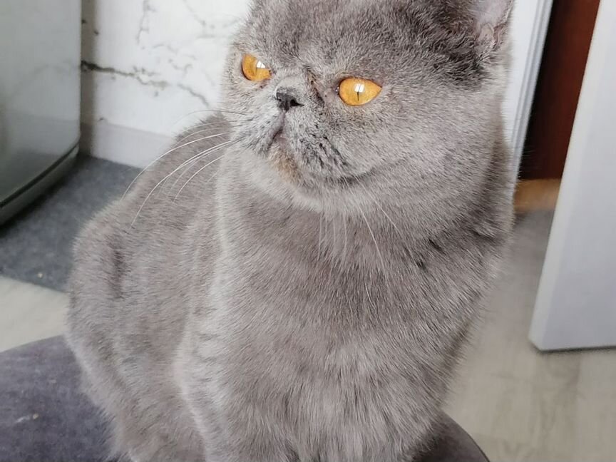 Экзотическая короткошерстная кошка