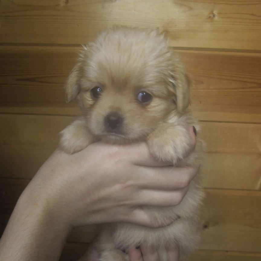 Шпиц метис кукленок