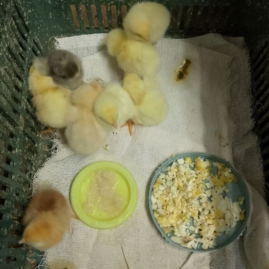 Приму в дар клетки от попугаев или других животных