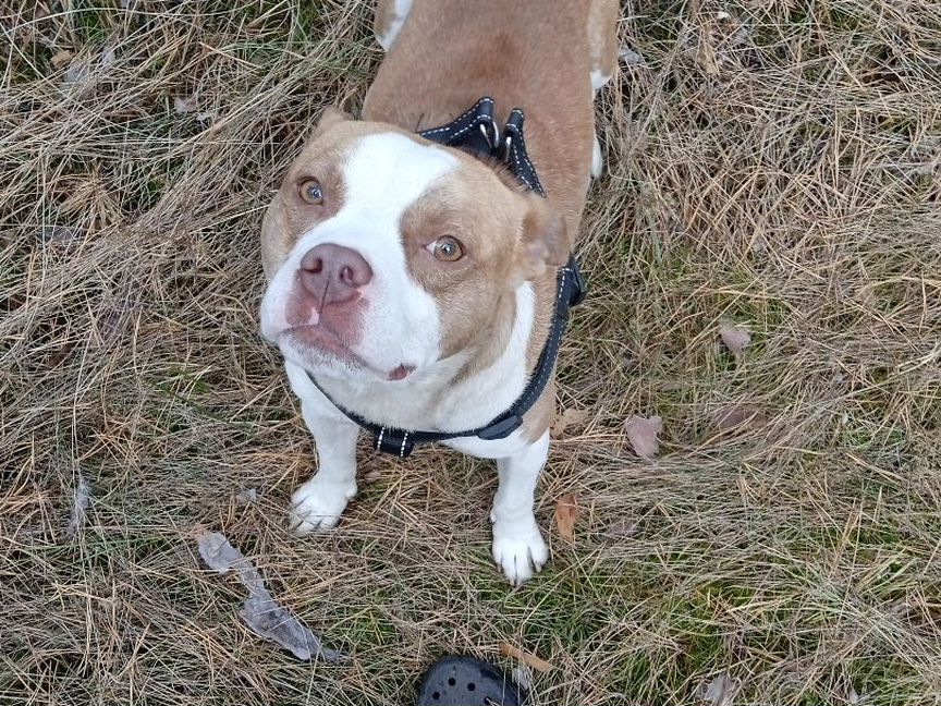 Стафордширский терьер