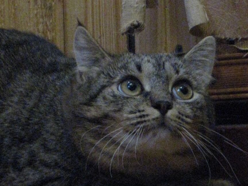 Котик Кузя из приюта ищет дом