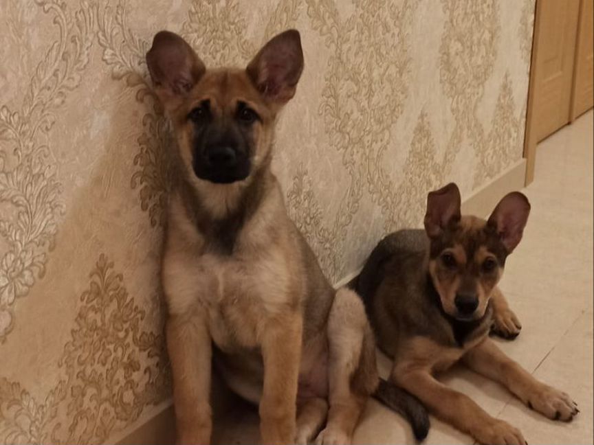 Щенок в добрые руки