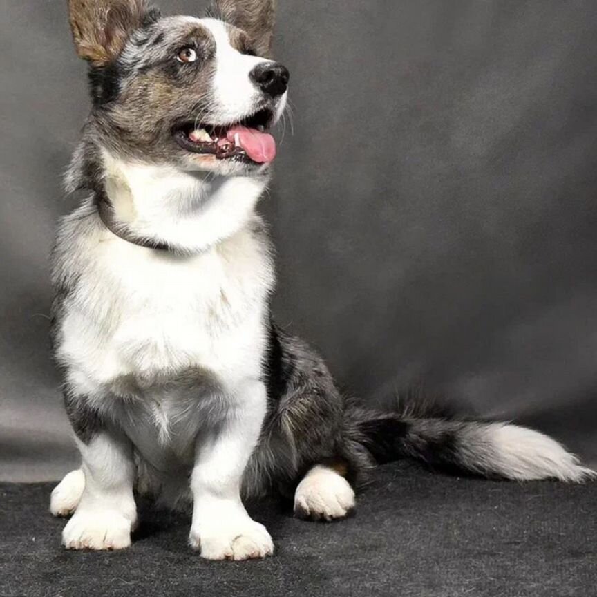 Вельш коги кардиган на вязку