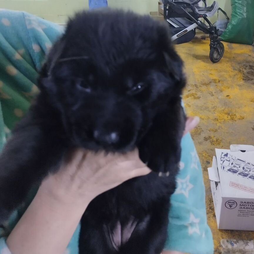 Немецкая овчарка, щенок