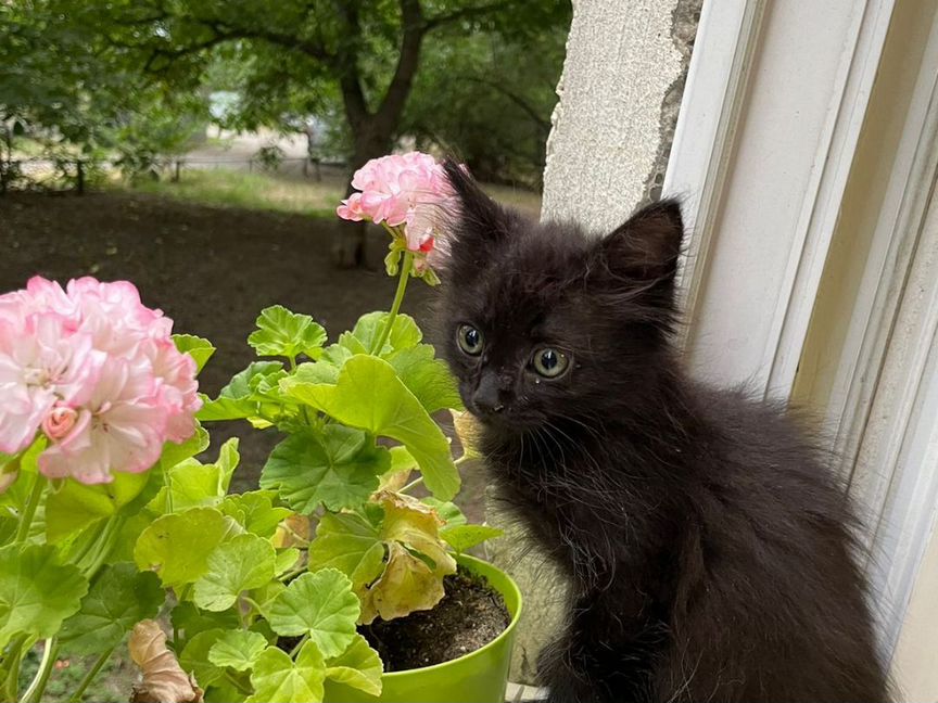 Котенок в добрые руки