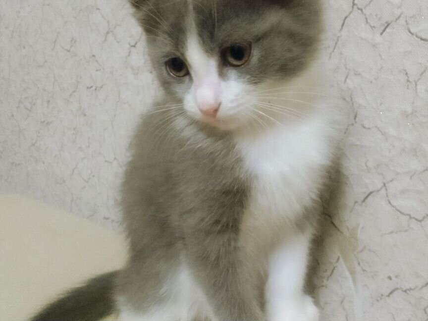 Кошка