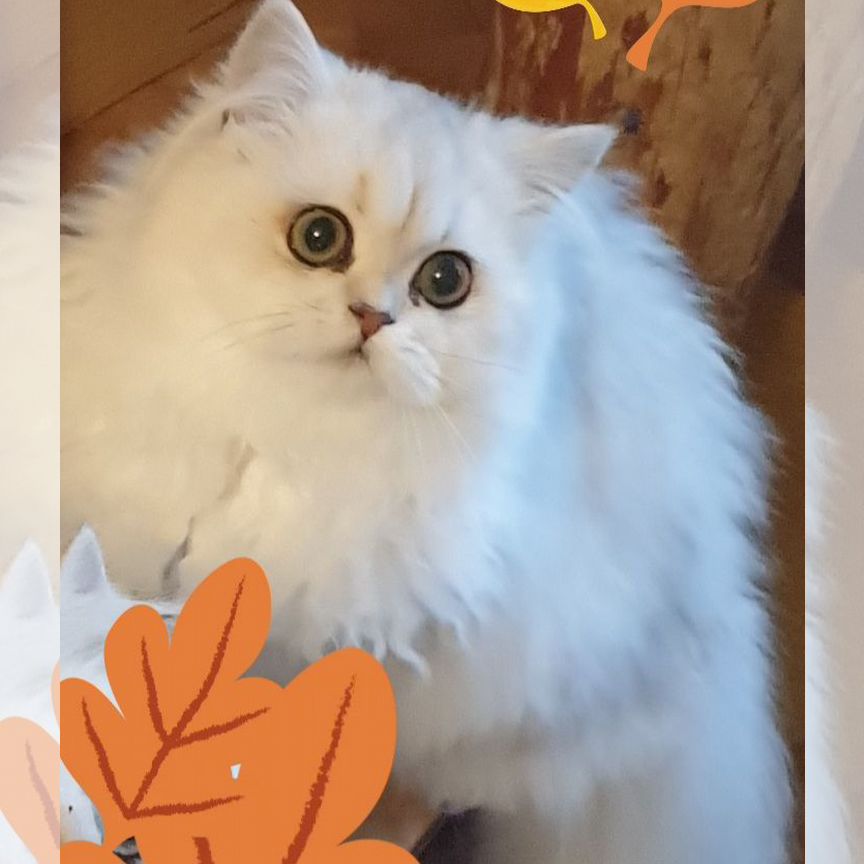 Персидский котёнок