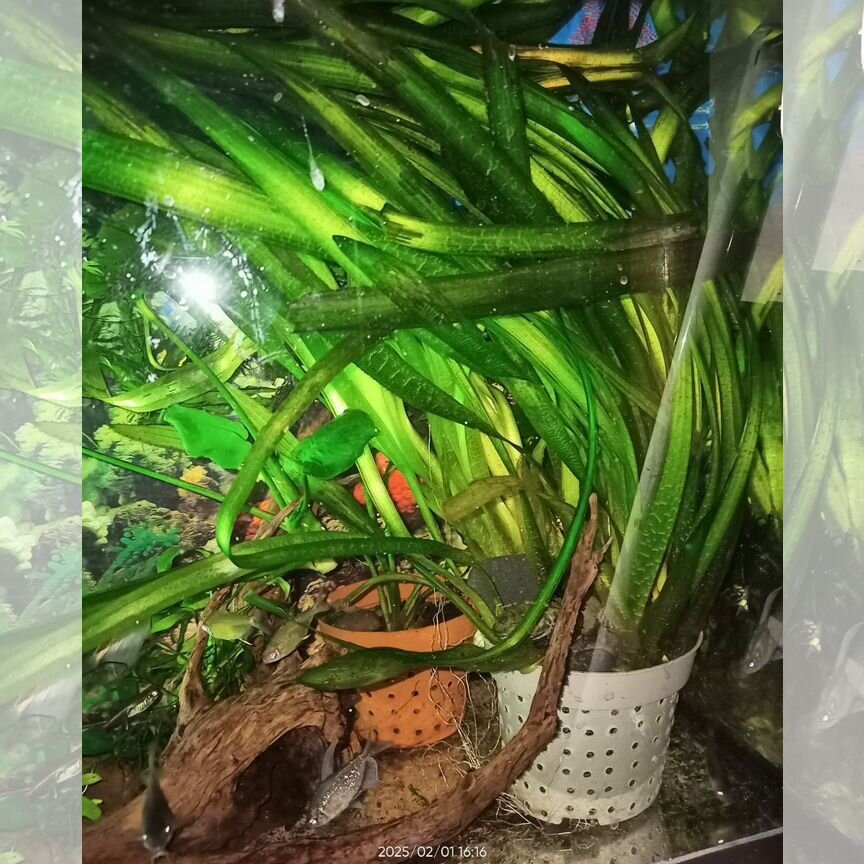 Валиснерия гигантская