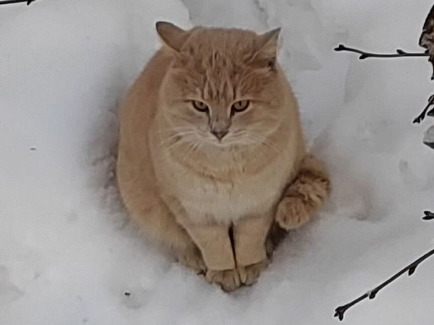 Кот
