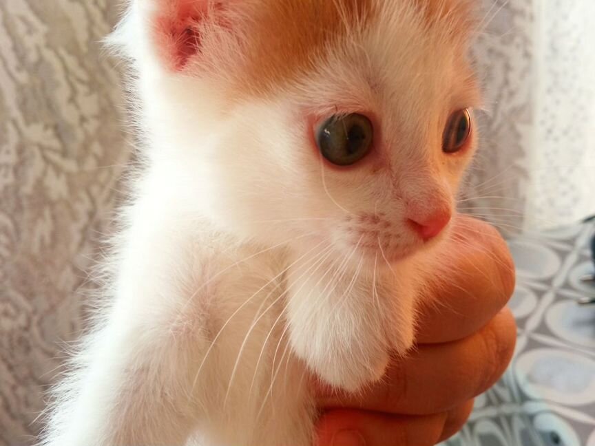 Кот в добрые руки бесплатно