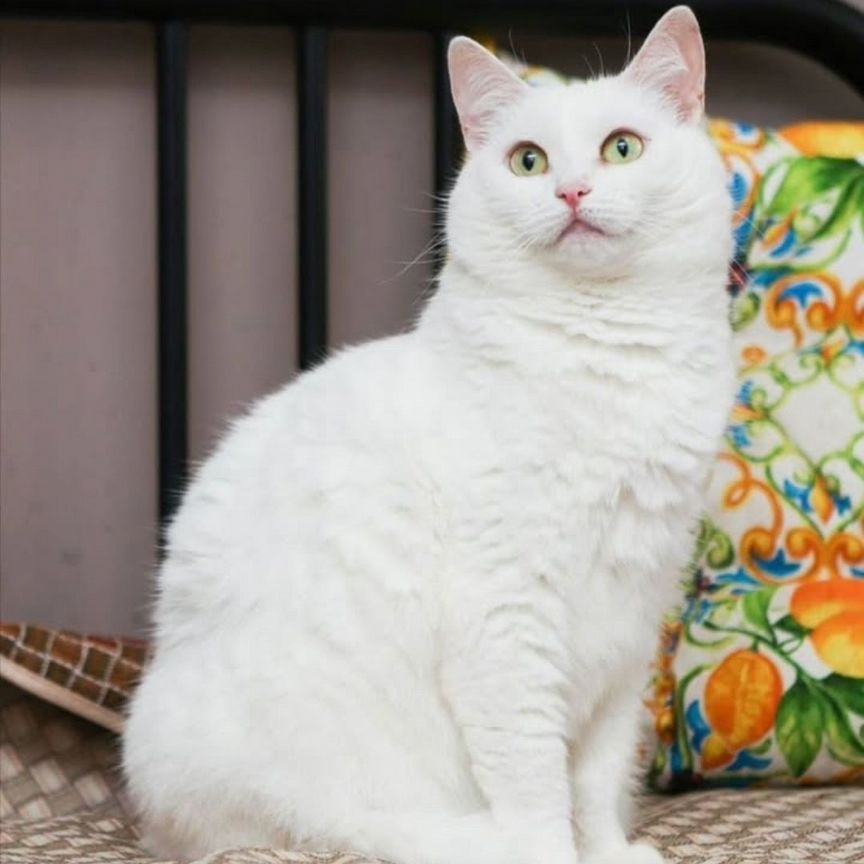 Кошка. Примерно 2,5года