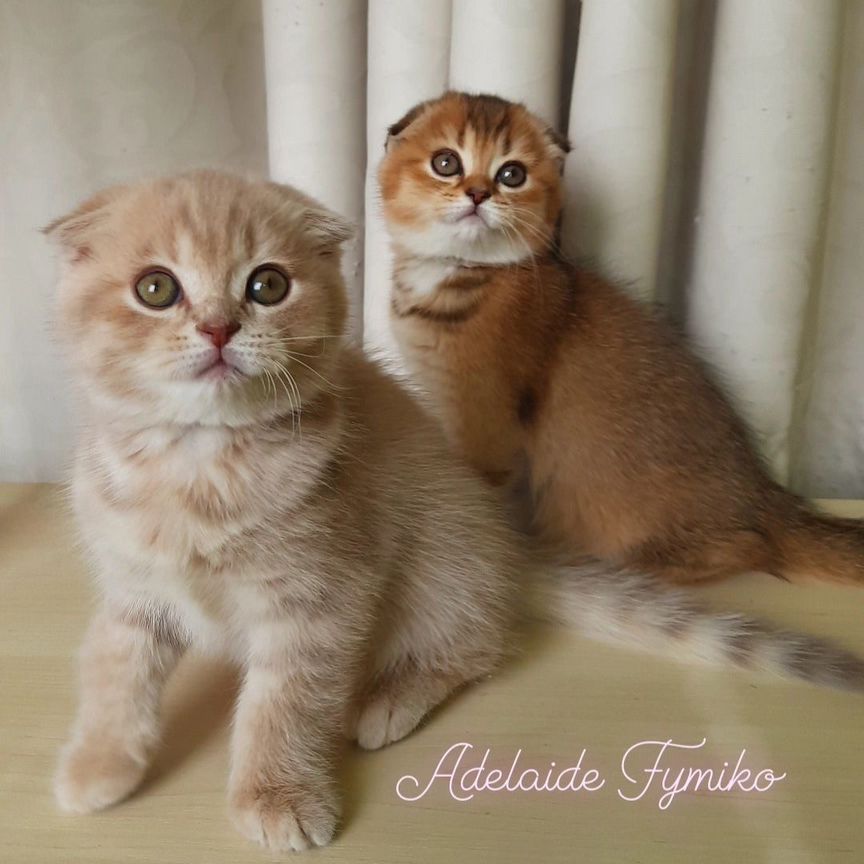 Шотландские котята