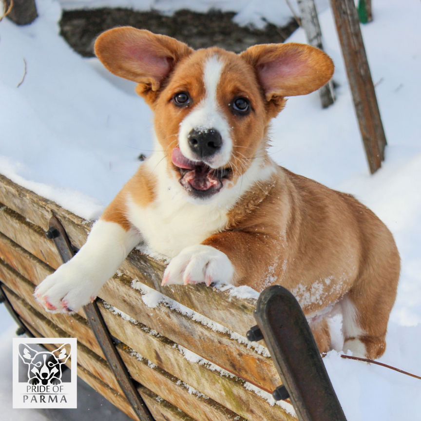 Красавчик вельш корги кардиган