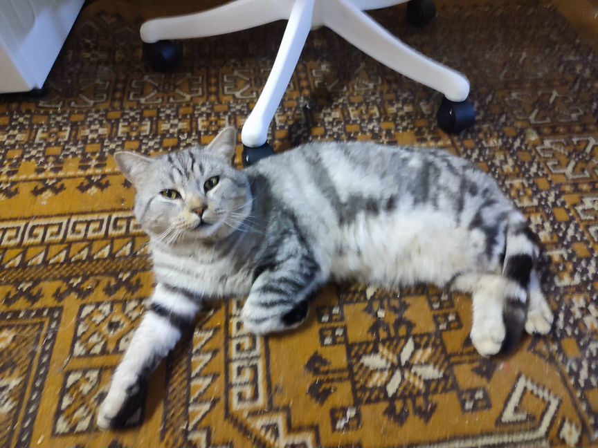 Котик мишень Шотландец в добрые руки