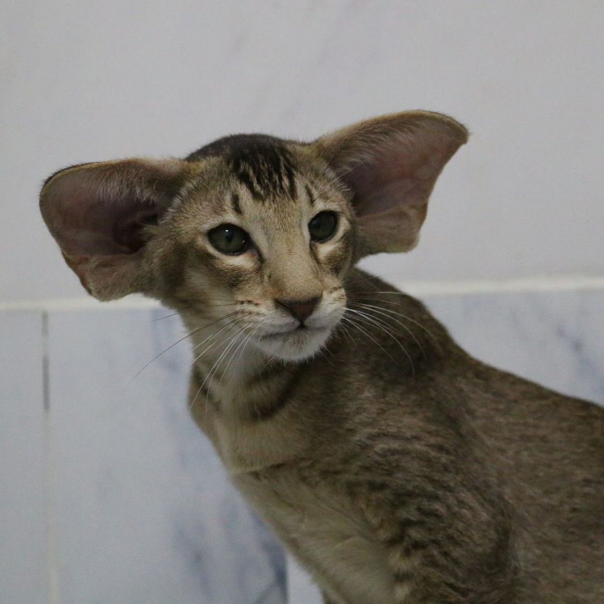 Ориентальный котёнок