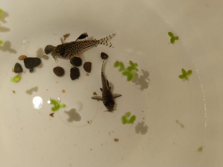 Сомики коридорасы