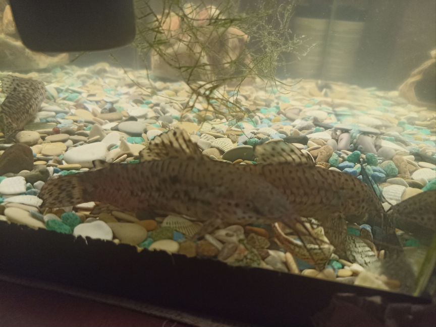 Сомы Таракатумы 3 шт