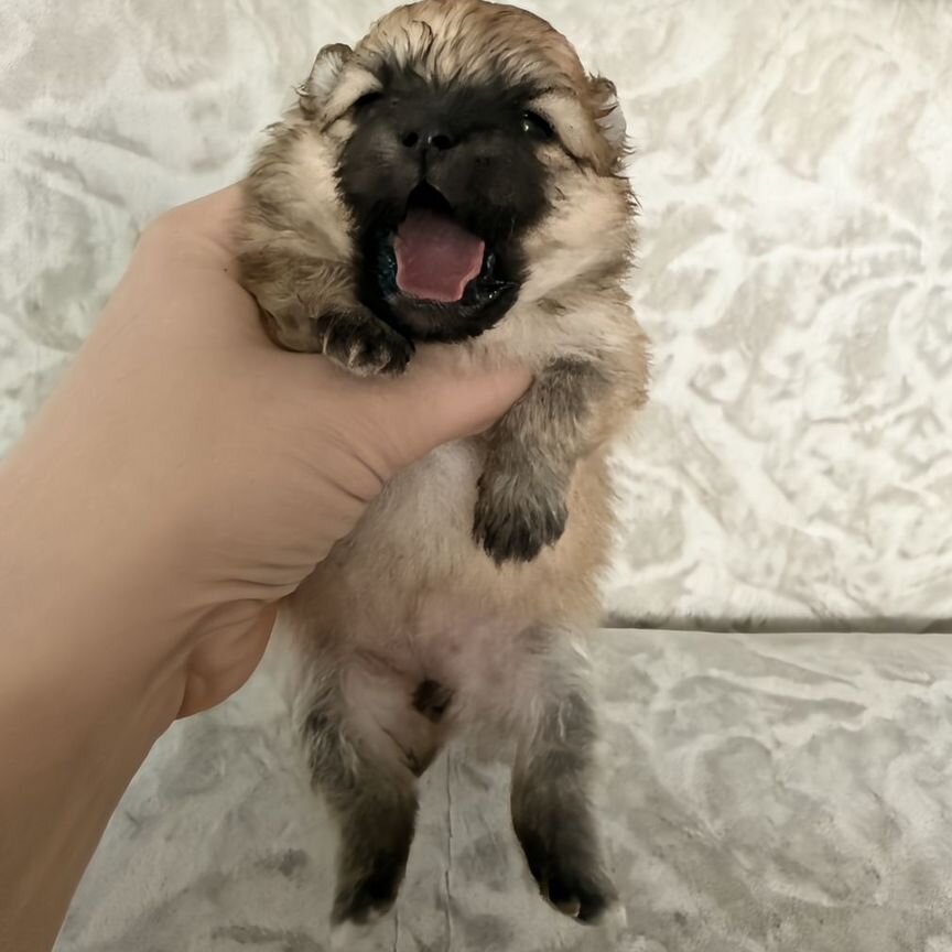 Померанский шпиц, вязка