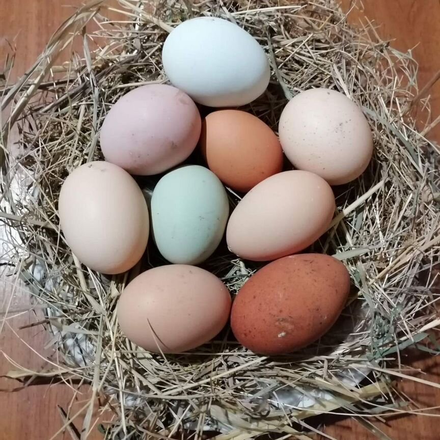 Инкобуцыоное яйцо