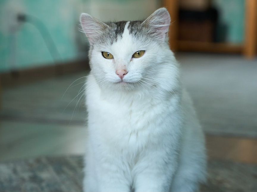 Кот Шамбо